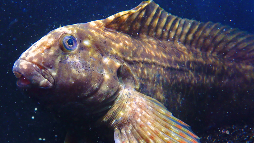 Blenny fish Stock Video Footage - 4K and HD Video Clips | Shutterstock