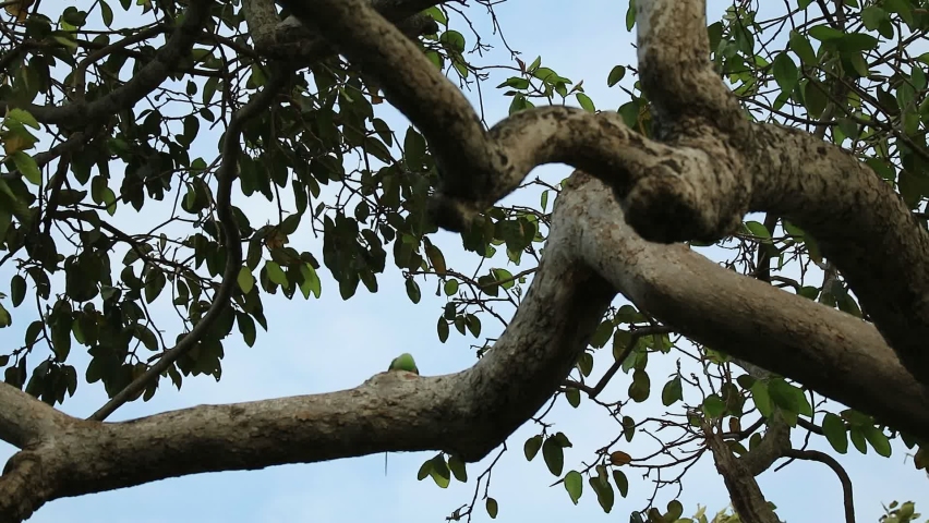 Dipterocarpus tree Stock Video Footage - 4K and HD Video Clips ...
