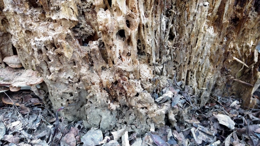 Bug stumps Stock Video Footage - 4K and HD Video Clips | Shutterstock