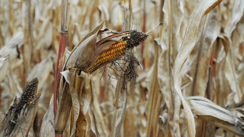 rotten infested corn close-up field poor Stock Footage Video (100% ...