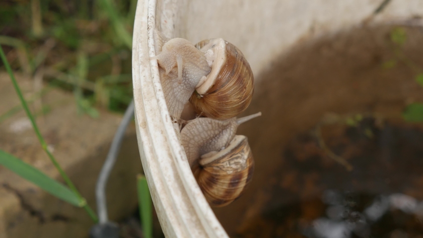 two snails on bucket full water Stock Footage Video (100% Royalty-free ...