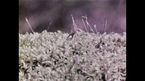 1960s Rain Falling On Moss Filaments Stock Footage Video (100% Royalty ...