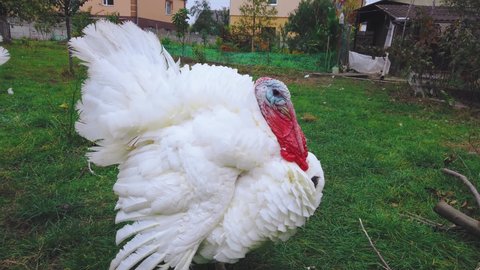 Big Broad Breasted White Turkey Garden Stock Footage Video (100% ...