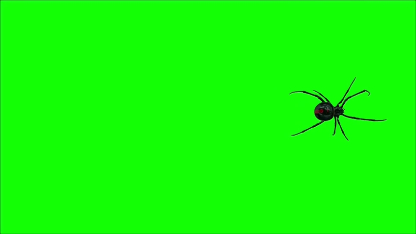 spider walking on green screen Stock Footage Video (100% Royalty-free ...