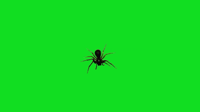 spider walking on green screen Stock Footage Video (100% Royalty-free ...