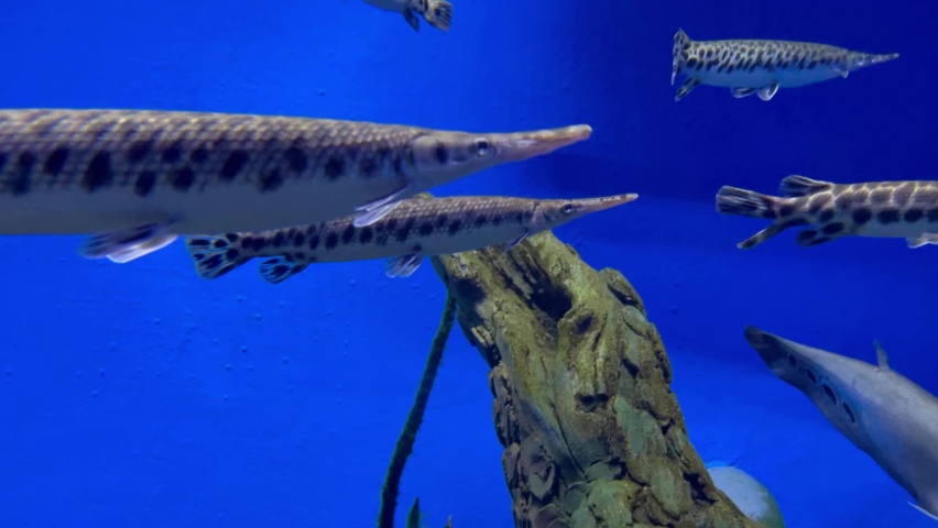 deep sea fish under water swimming Stock Footage Video (100% Royalty ...