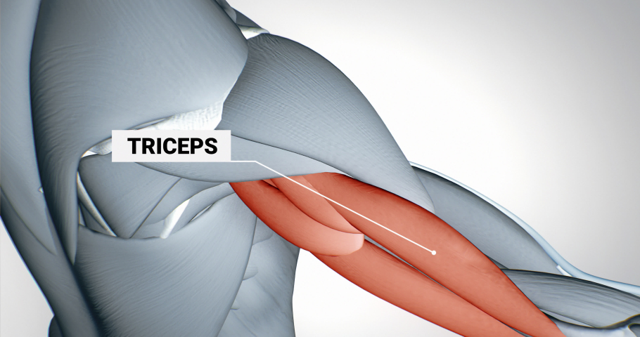 Triceps brachii Stock Video Footage - 4K and HD Video Clips | Shutterstock