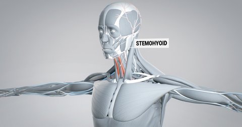 Stylohyoideus Detailed Display Muscles Human Muscular Stock Footage ...