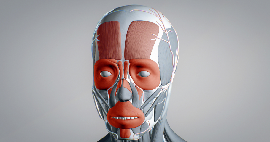 Human body major muscle of the neck anatomy system. illustration ...