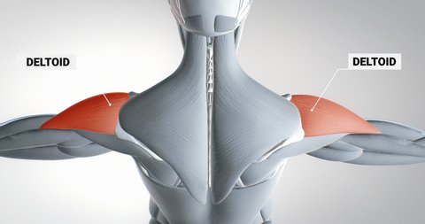Deltoid Muscle Detailed Display Muscles Human Stock Footage Video (100% ...