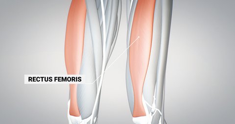 Leg Muscles Rectus Femoris Detailed Display Stock Footage Video (100% ...