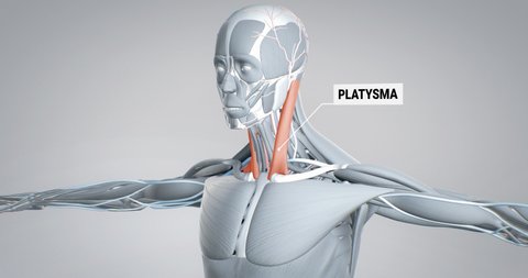 Platysma Muscle Detailed Display Muscles Human Stock Footage Video (100 ...