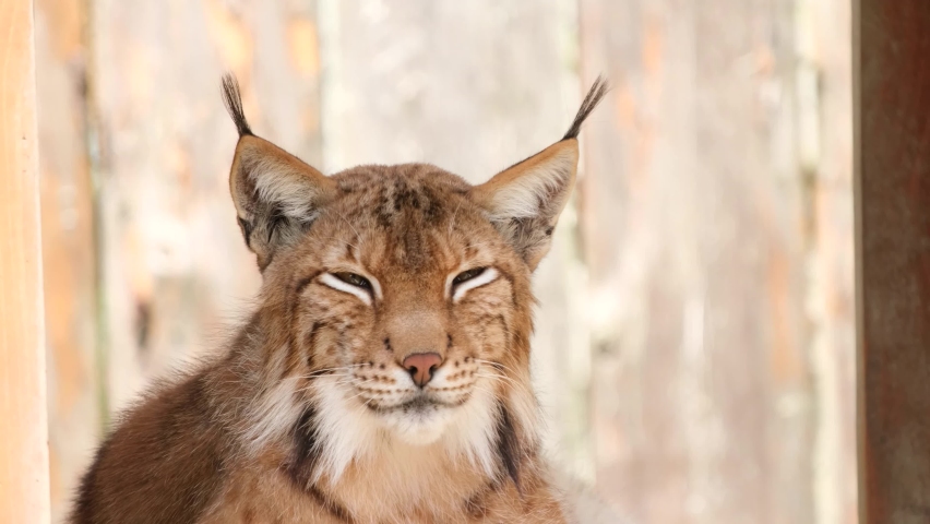510 Lynx ears Stock Video Footage - 4K and HD Video Clips | Shutterstock