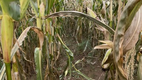 Inside Cornfield Inspection Cobs Unripe Corn Stock Footage Video (100% ...