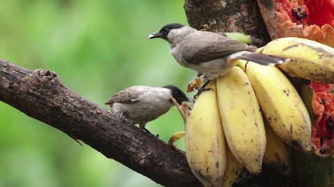 Sootyheaded Bulbul Eating Banana Fruit Stock Footage Video (100% ...