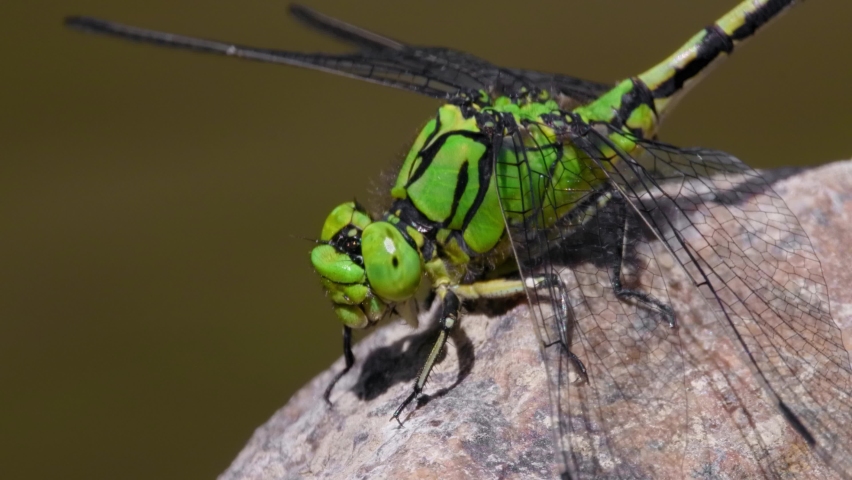 green snaketail ophiogomphus cecilia dragonfly vibrating Stock Footage ...