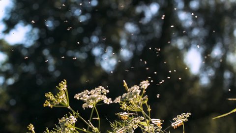 White Midges Fly Randomly Forest On Stock Footage Video (100% Royalty ...