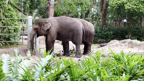 Giant Asian Elephant Elephas Maximus Eating Stock Footage Video (100% ...