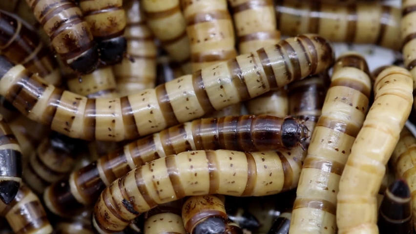 MEALWORM-BEETLE Footage, Videos and Clips in HD and 4K - Avopix.com