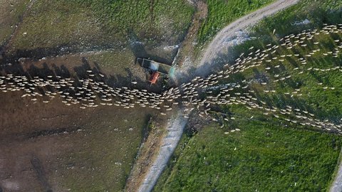 Flock Sheep Passing Through Narrow Gate Stock Footage Video (100% ...