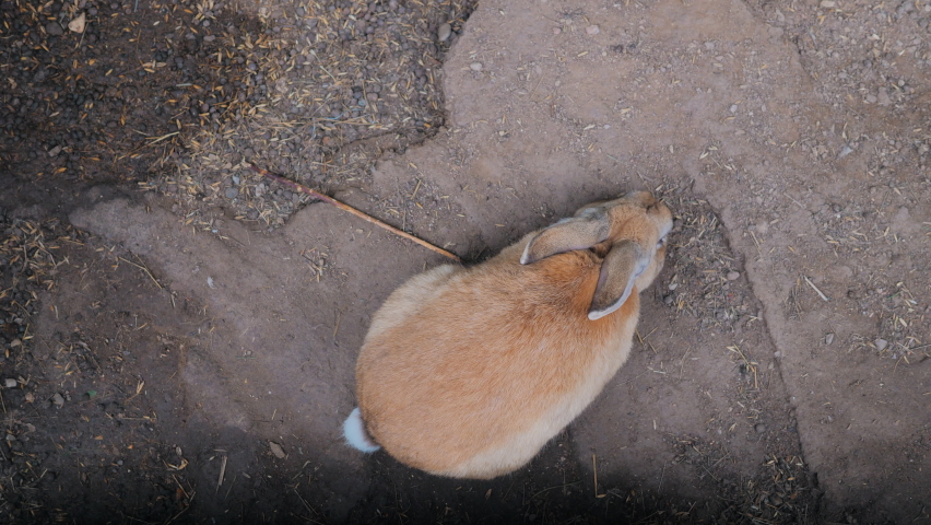 top-down view large fat brown rabbit Stock Footage Video (100% Royalty ...