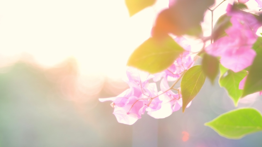 8,266 Nature plant rose tree Stock Video Footage - 4K and HD Video ...