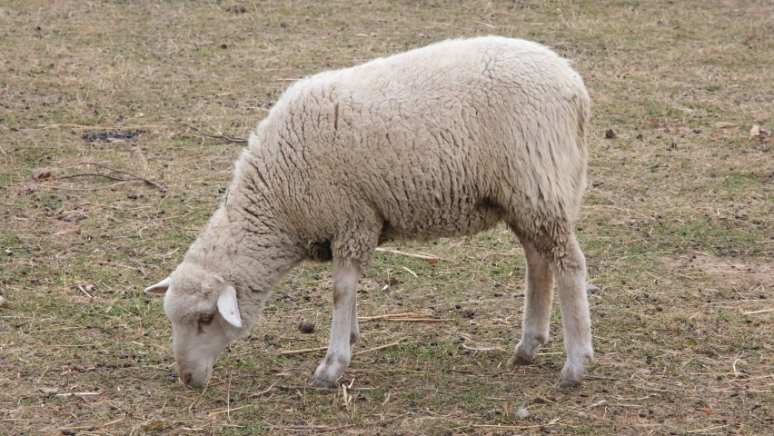 Fat tailed sheep Stock Video Footage - 4K and HD Video Clips | Shutterstock