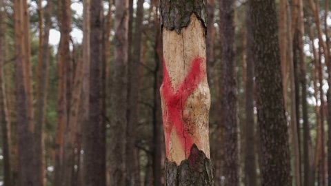 Sickly Red Mark On Tree That Stock Footage Video (100% Royalty-free ...