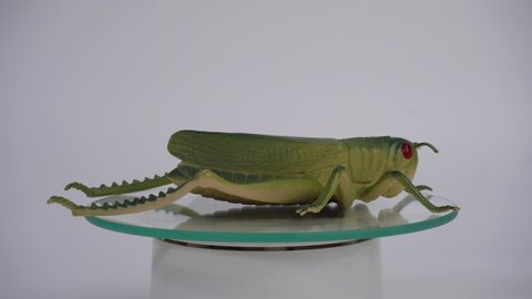 Realistic Grasshopper Plastic Toy Rotated On Stock Footage Video (100% ...