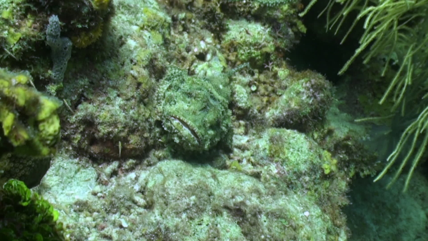Scorpionfish Extending Jaw Open Yawning On Stock Footage Video (100% ...