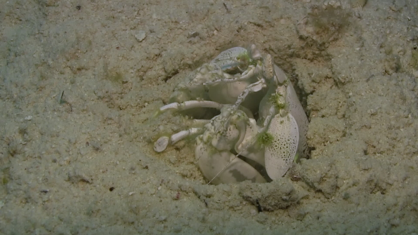 Mantis Shrimp Burrowing Into Sandy Bottom Stock Footage Video (100% ...
