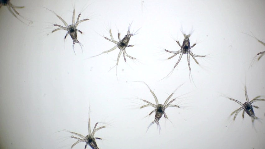shrimp larvae under microscope nauplius larva Stock Footage Video (100% ...