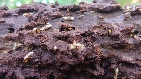 Colony White Termites Sitting On Surface Stock Footage Video (100% ...