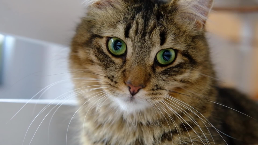 ginger red striped furry cat hid Stock Footage Video (100% Royalty-free ...