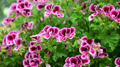 Velvet Purple Geraniums Background Royal Pelargonium Stock Footage ...