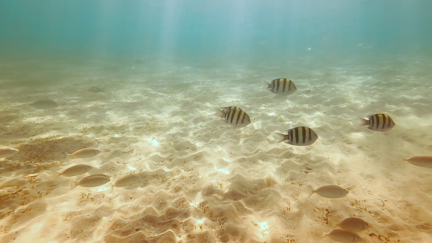 side view striped fish swimming light Stock Footage Video (100% Royalty ...