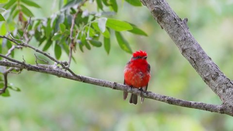 Little Red Scarlet Flycatcher Pyrocephalus Rubinus Stock Footage Video ...