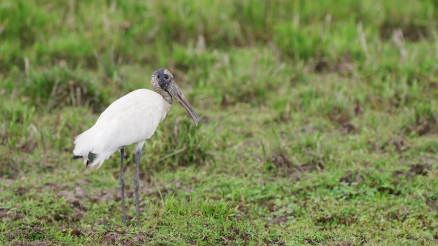Ugly Stork Stock Video Footage 4k And Hd Video Clips Shutterstock
