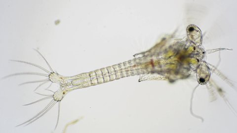 shrimp larvae under microscope mysis stage Stock Footage Video (100% ...