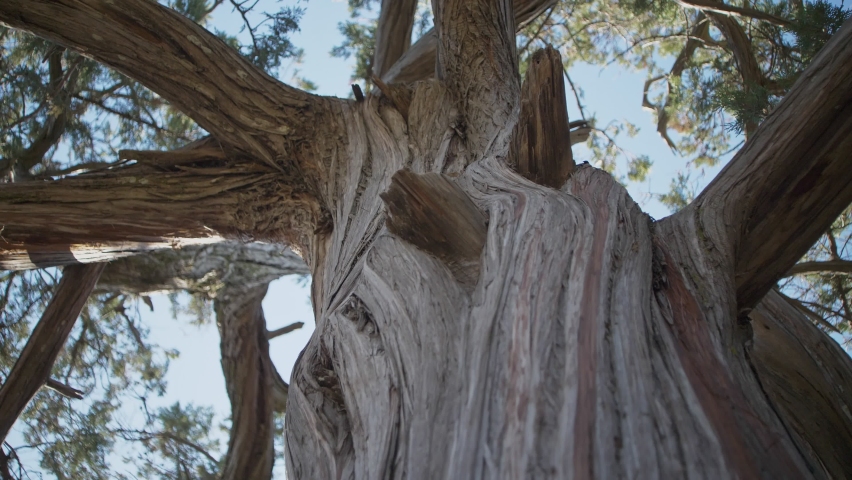 Juniper bark texture Stock Video Footage - 4K and HD Video Clips ...