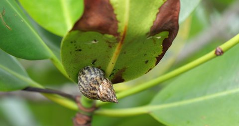 Littoraria Scabra Mangrove Periwinkle On Leaf Stock Footage Video (100% ...