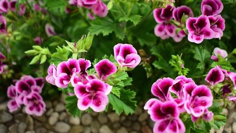 Velvet Purple Geraniums Background Royal Pelargonium Stock Footage ...