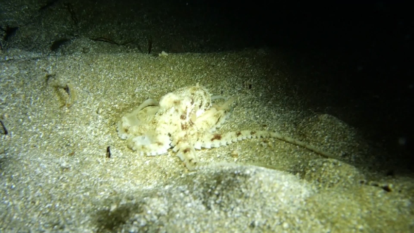 Juvenile octopus Stock Video Footage - 4K and HD Video Clips | Shutterstock