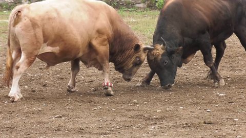 Angry Bull Fighting His Rival Caucasian Stock Footage Video (100% ...