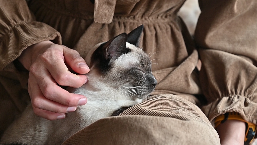 Siamese cat ears Stock Video Footage - 4K and HD Video Clips | Shutterstock