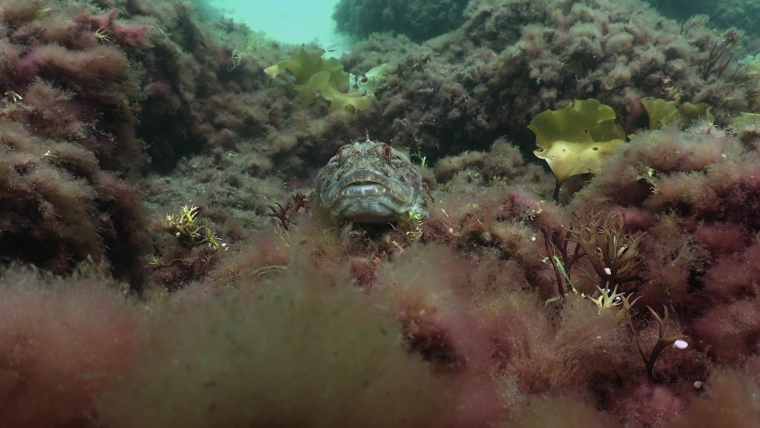 marine life north atlantic Stock Footage Video (100% Royalty-free ...