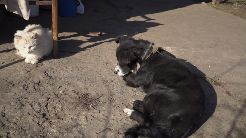 Sad dog and cat Stock Video Footage - 4K and HD Video Clips | Shutterstock