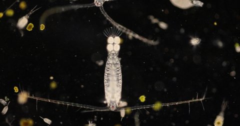 Copepod Zooplankton Freshwater Marine Under Microscope Stock Footage ...