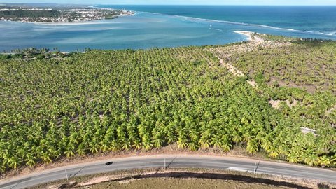 Coconut Trees Plantation Field Near Gunga Stock Footage Video (100% ...