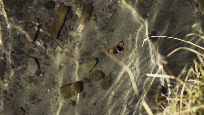 Dead body love Stock Video Footage - 4K and HD Video Clips | Shutterstock